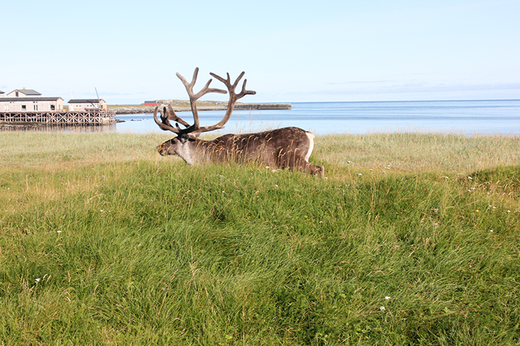 Reindeer herding and drones: A revolution? - The Norwegian Museum of ...
